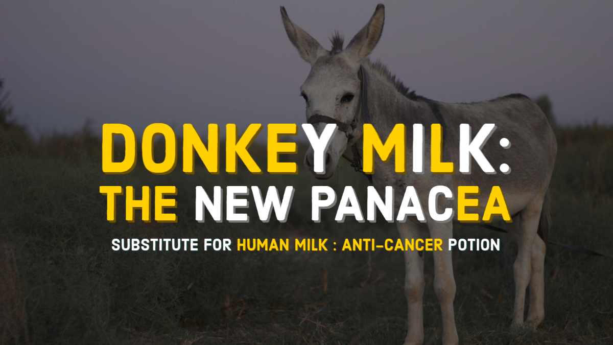Donkey milk for human health: The New Panacea - TheRise.co.in
